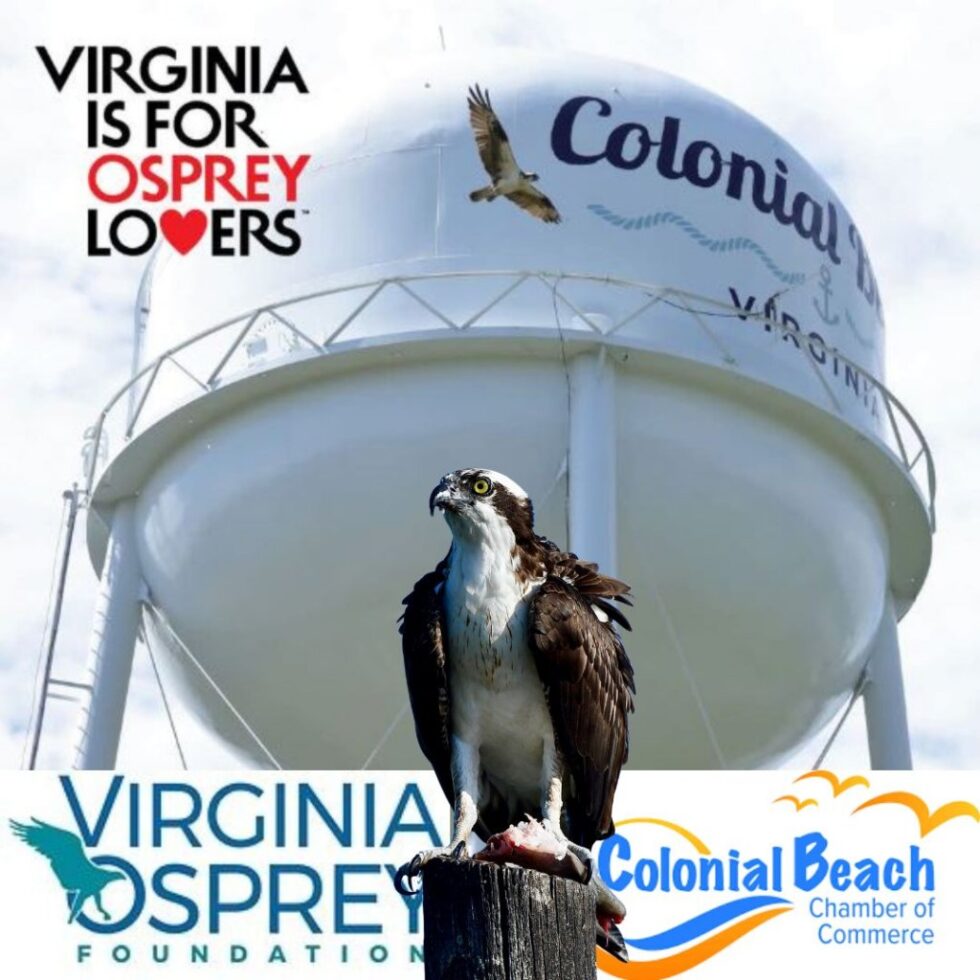 Virginia Osprey Festival - Colonial Beach Events